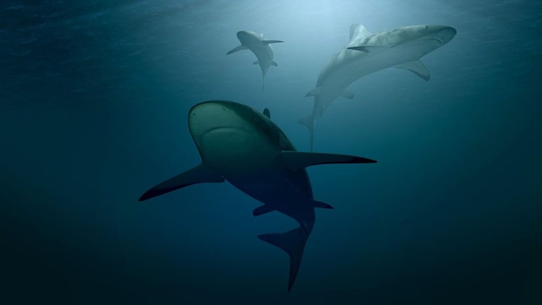 Quelle est l'attaque de requin la plus meurtrière jamais enregistrée