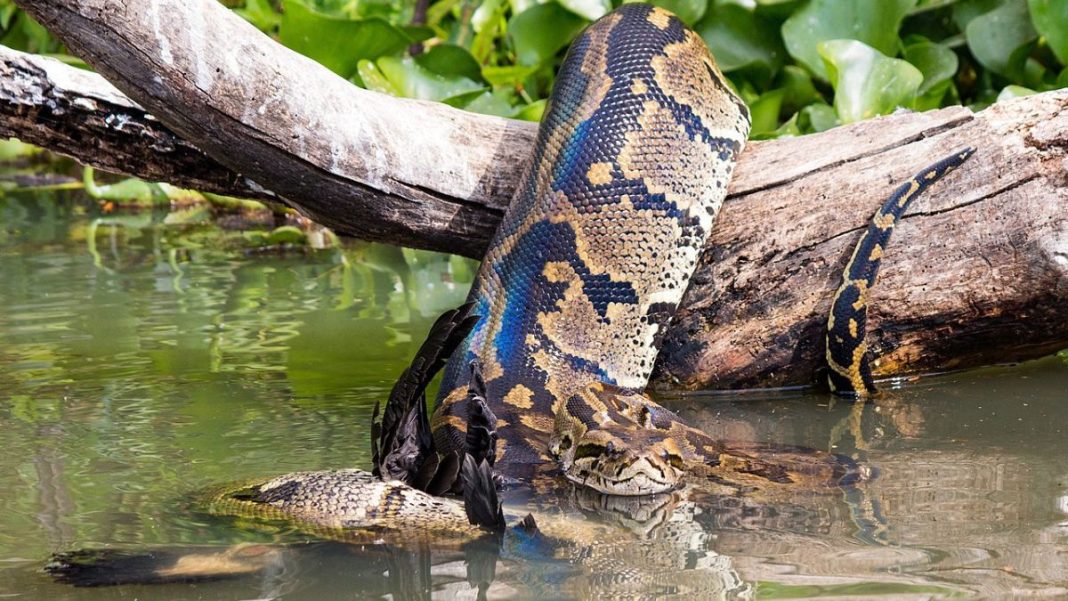 Le serpent de 15 mètres du Congo : légende ou réalité