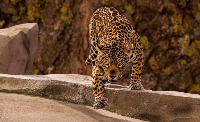 Les scientifiques déterminent quel animal est le prédateur parfait