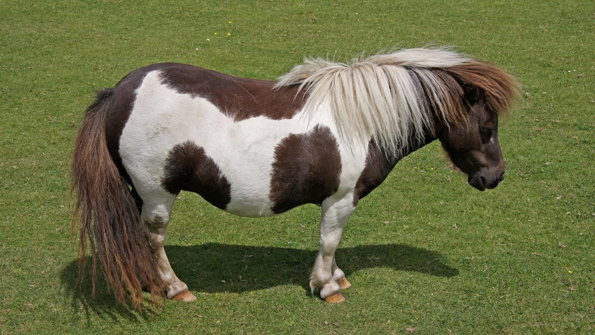 Pourquoi les chevaux dorment-ils debout