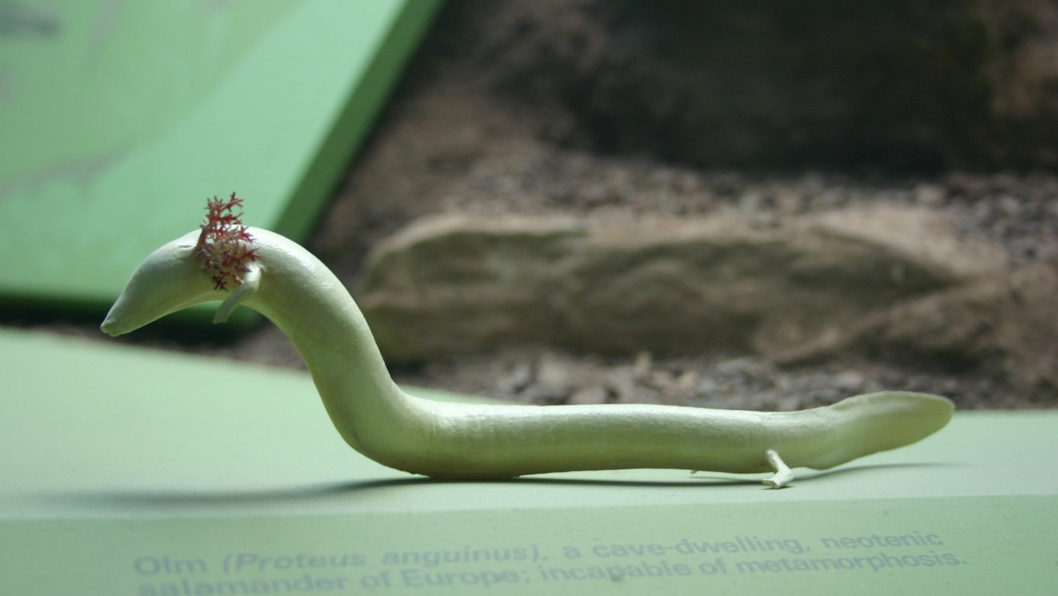 Les olms, des salamandres cavernicoles surnommées “bébés dragons”