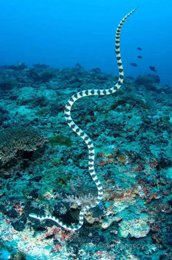 Rareté de l’évolution : les serpents de mer auraient retrouvé leur ...