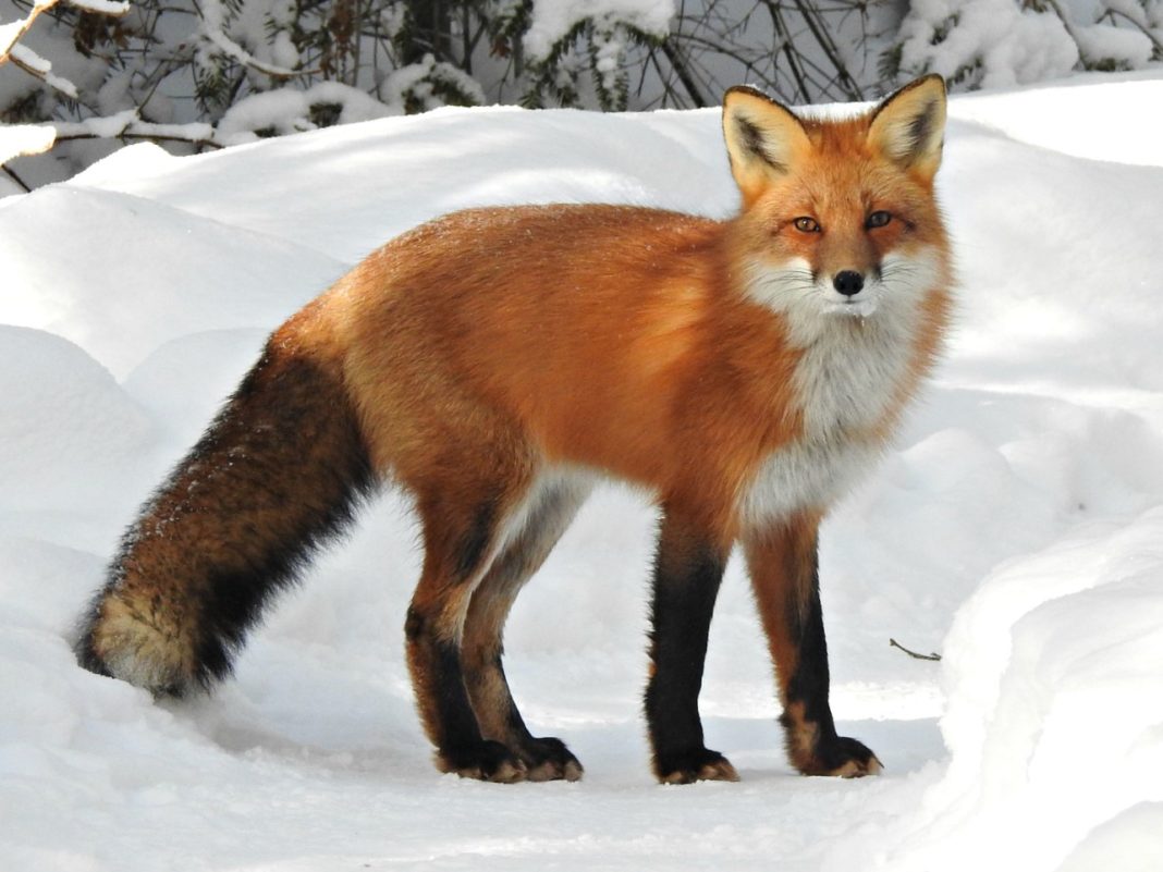 8 des plus belles espèces de renards à travers le monde