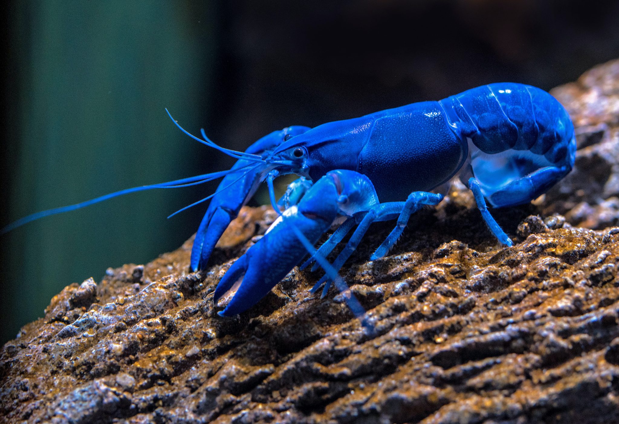 Pourquoi ce homard extrêmement rare arbore des couleurs aussi ...