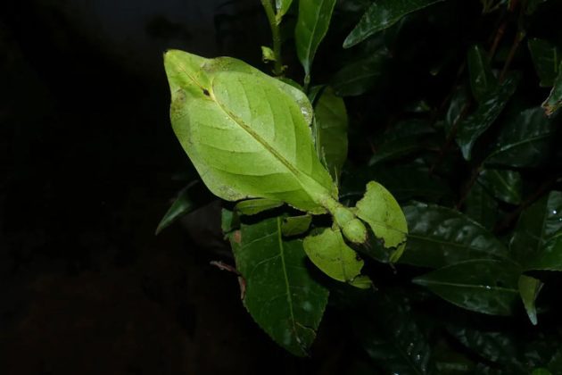 Découverte de 7 nouveaux insectes maîtres du camouflage