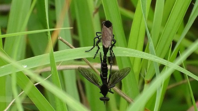 Pourquoi de moins en moins d’insectes s’écrasent sur votre pare‑brise