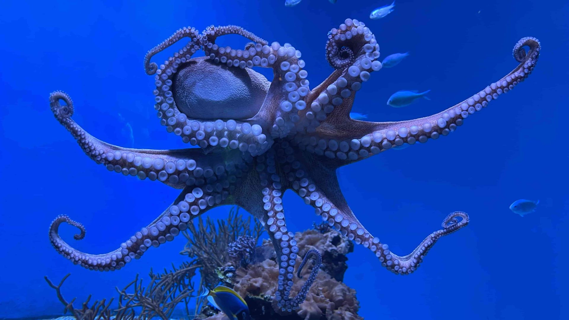 Si les pieuvres ont un aspect étrange, leur ARN l'est encore plus