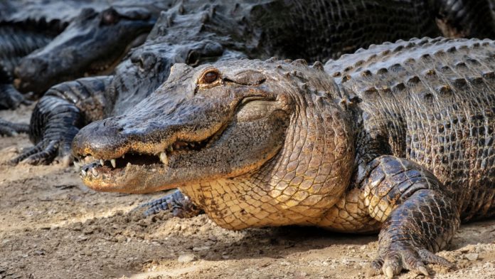 Un impressionnant alligator de 4,5 mètres capturé dans le Mississippi