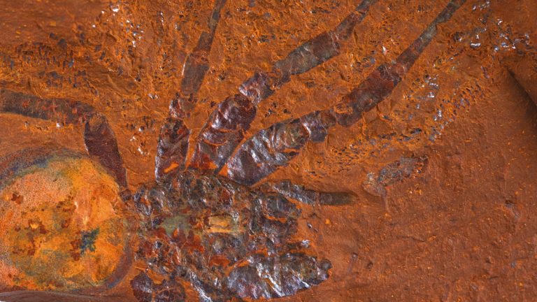 Ce fossile d'araignée vieux de 15 millions d'années est le second plus ...
