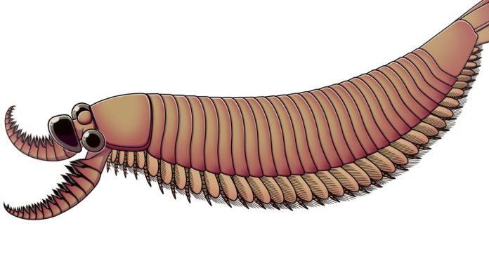 Un fossile d'insecte à trois yeux éclaire l'évolution des arthropodes