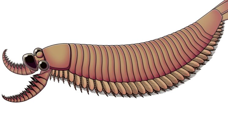 Un fossile d'insecte à trois yeux éclaire l'évolution des arthropodes