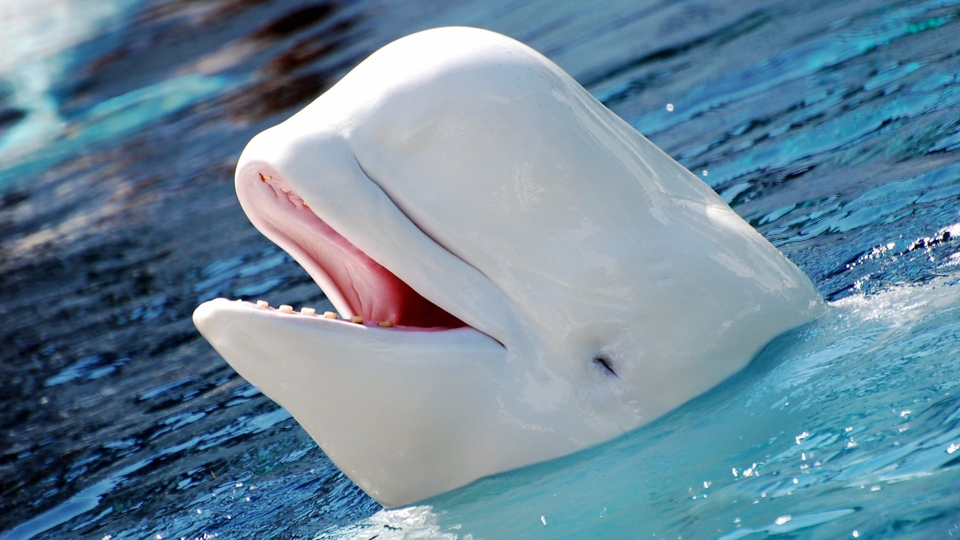 Rencontrez le narluga, un animal étonnant issu d’un croisement entre le ...