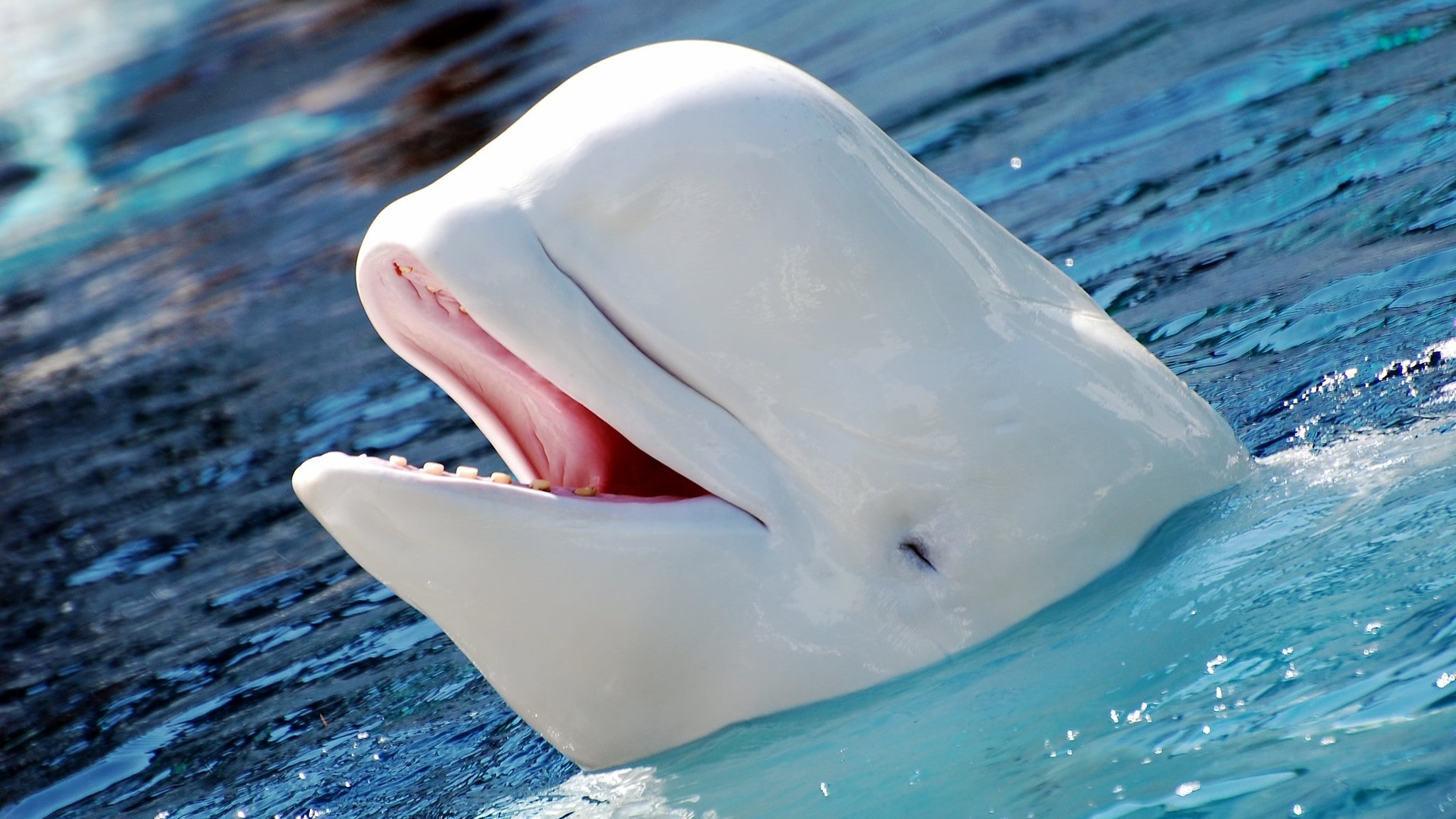 Rencontrez le narluga, un animal étonnant issu d’un croisement entre le ...