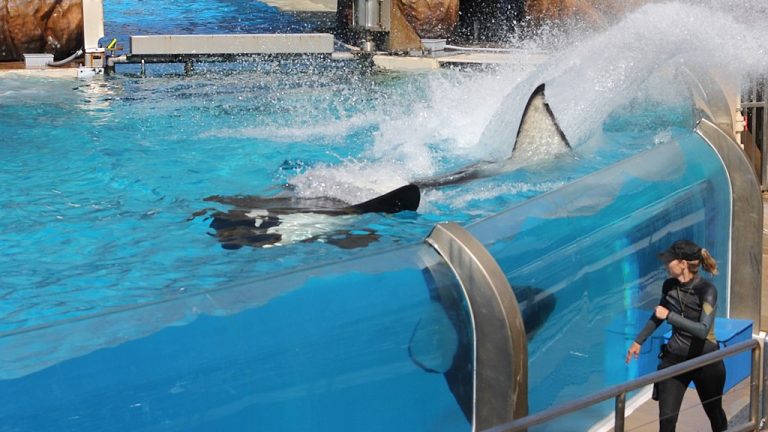 À quelle fréquence les orques attaquent-elles les humains