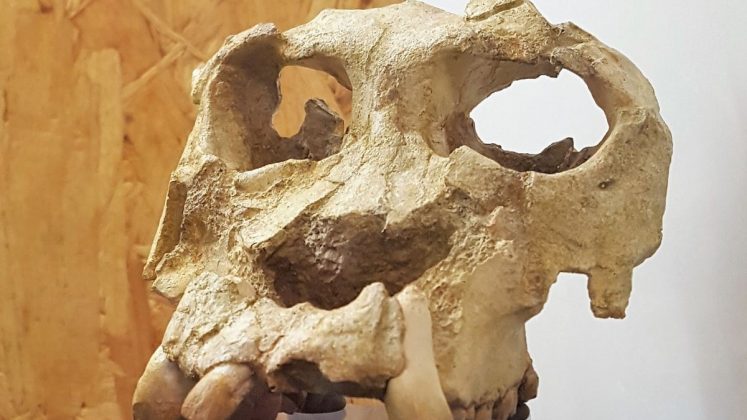 Reconstruction du visage du Pierolapithecus, un grand singe vieux de 12 ...