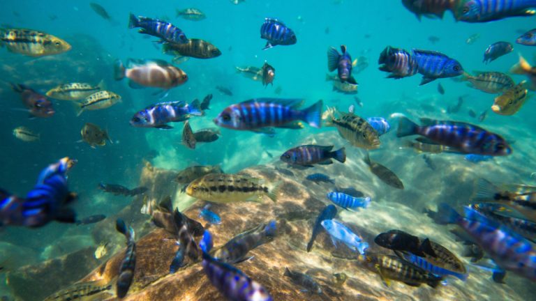 Grâce à l'hybridation, plus de 500 poissons ont rapidement évolué dans ...