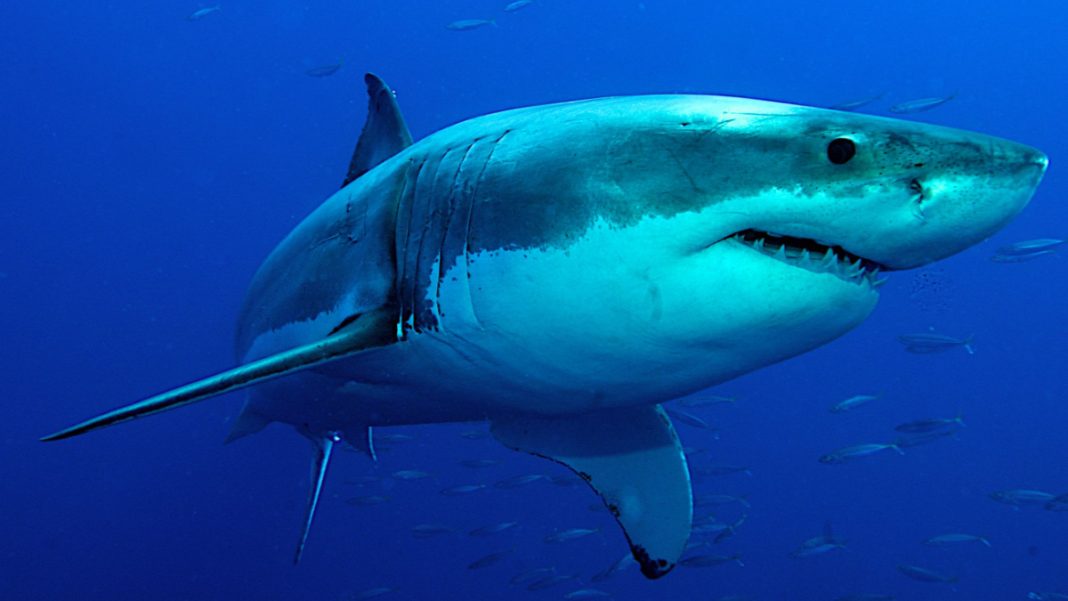 Pour la première fois, un grand requin blanc a été filmé au fond de la ...