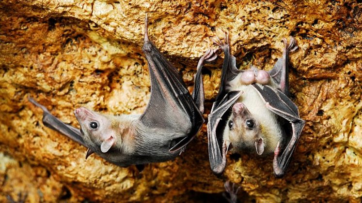 Comment les chauves-souris résistent-elles au cancer et aux virus