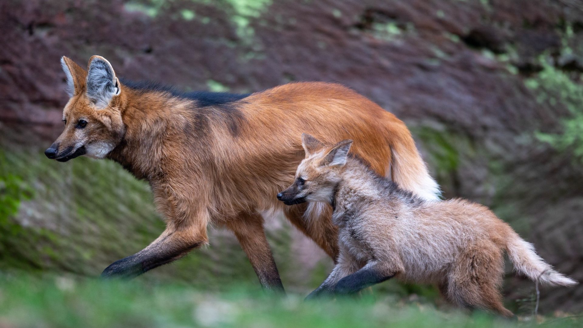 Le loup à crinière, un canidé dont vous ne soupçonniez probablement pas ...