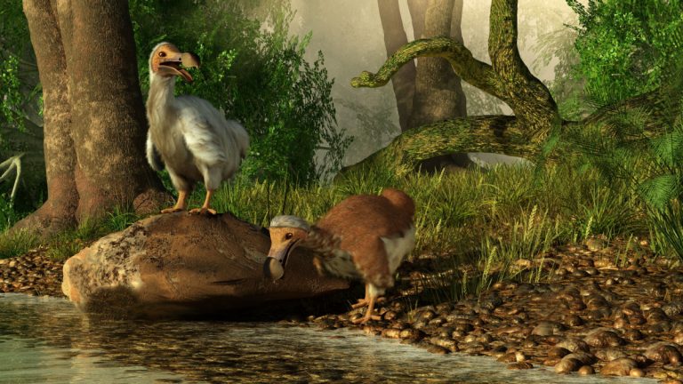 La résurrection du dodo fait un pas de plus vers la réalité