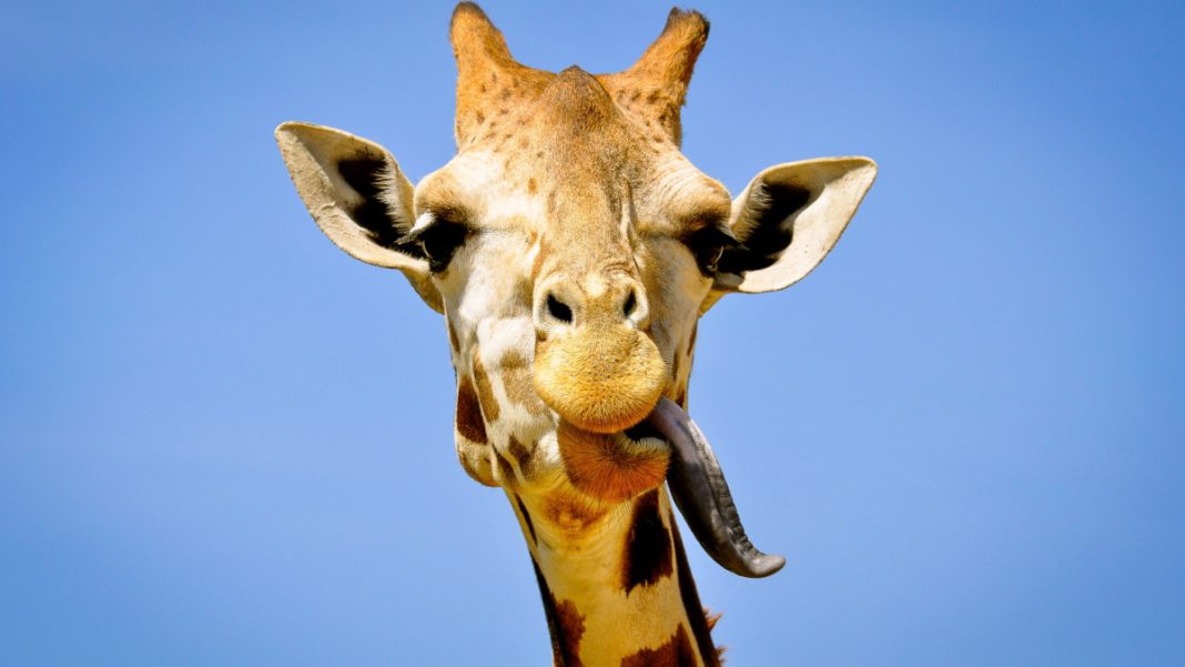 Pourquoi les girafes ont-elles une langue bleue