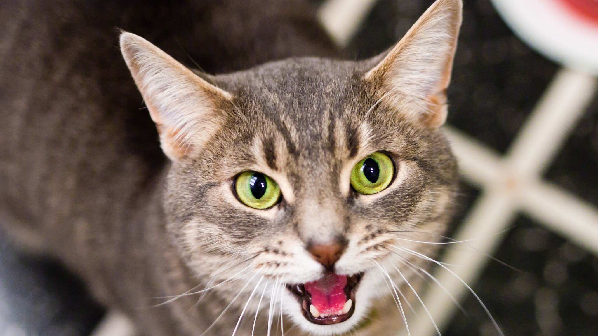 Les chats pleurent-ils