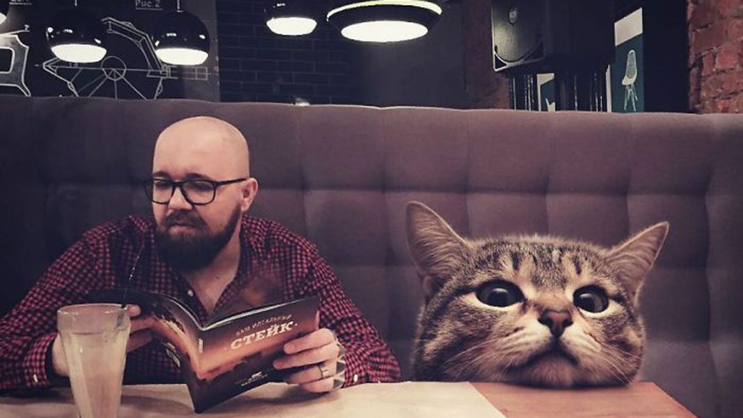 Ce talentueux artiste imagine un monde peuplé de chats géants