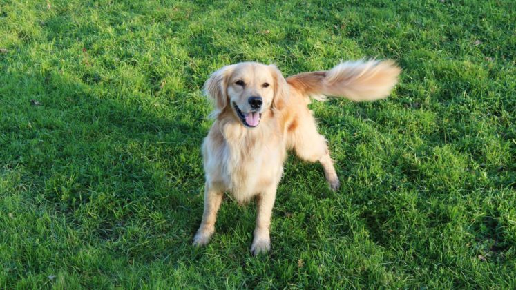 Les scientifiques découvrent pourquoi les chiens remuent tout le temps ...