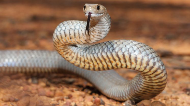 Une jeune Australienne a été mordue par un serpent brun qui se cachait dans son lit