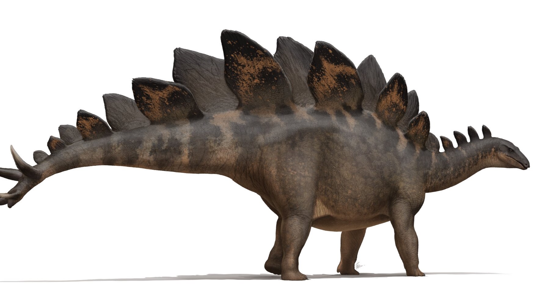 10 dinosaures du Jurassique dont vous n’avez probablement jamais entendu parler