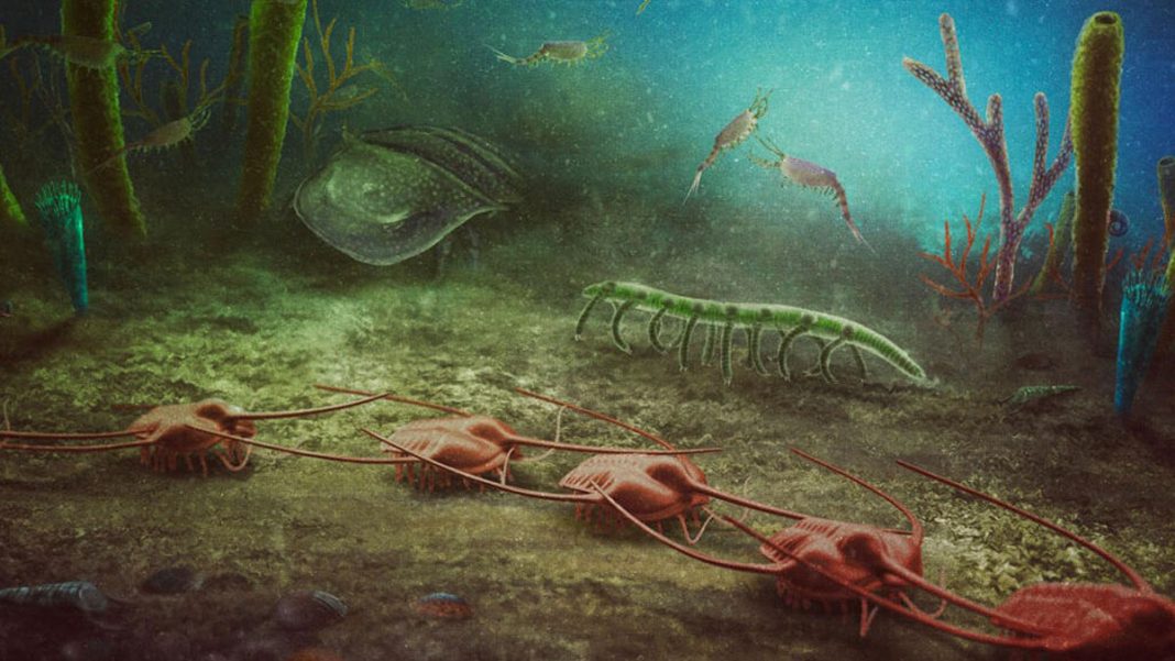 Un site fossilifère exceptionnel, vieux de 470 millions d'années ...