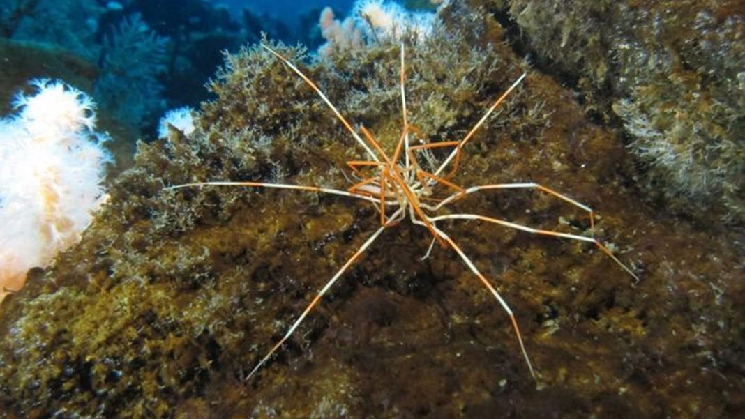 Après 140 ans, les secrets reproductifs des araignées de mer géantes de ...