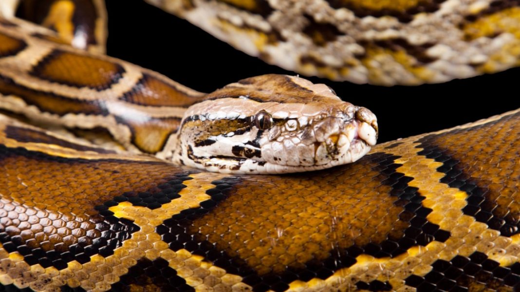 D'énormes pythons birmans observés en train de s’accoupler dans les ...