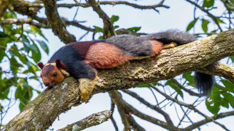 Rencontrez l'écureuil géant de l'Inde, cet animal au pelage très coloré