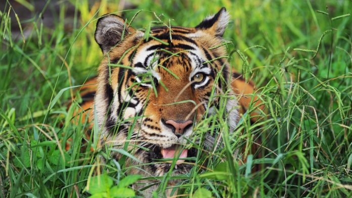 Une analyse ADN suggère que le tigre de Java n'est peut-être pas encore ...