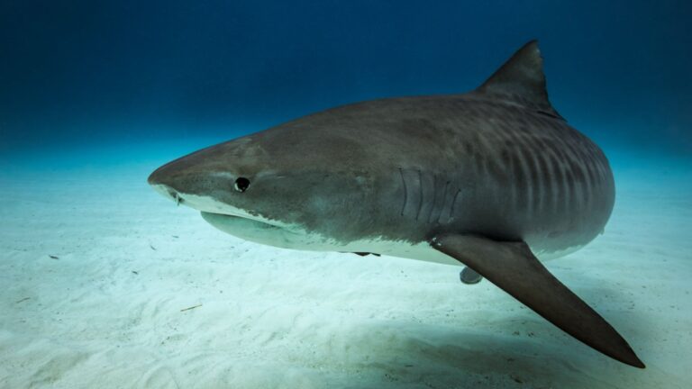 Une vidéo montre à quoi ça ressemble d'être dévoré par un requin