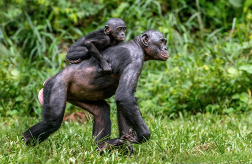 Les bonobos peuvent déterminer ce que vous savez, mais aussi ce que ...