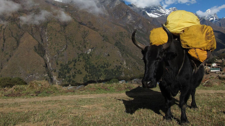 À la découverte des dzos, ces bovidés hybrides parfaitement adaptés à ...