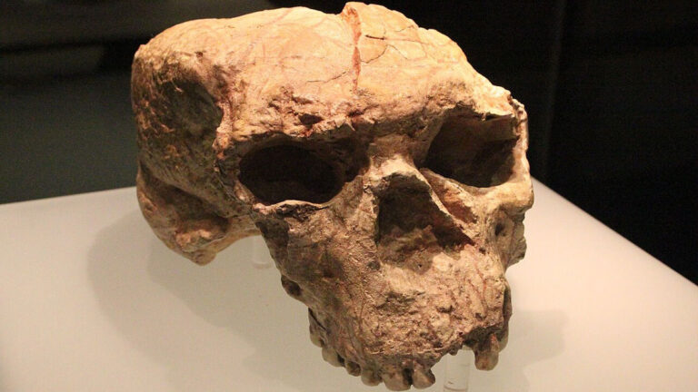 Un crâne vieux d'un million d'années bouleverse la chronologie de l ...