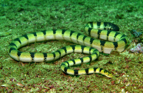 Plus grand serpent de mer : Palaeophis colossaeus
